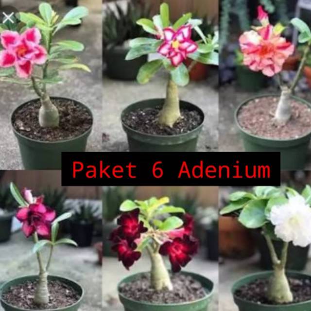 Jual Paket 6 Tanaman Hias Adenium Tanaman Kamboja Jepang Tanaman