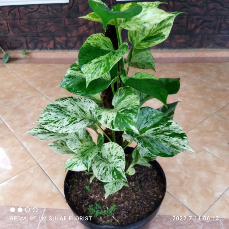 Jual tanaman hias sirih marbel marble queen | Shopee Indonesia