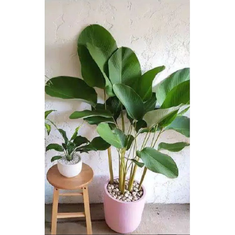 Jual Tanaman hias pisang kalatea-calathea pisang-calathea lutea ...