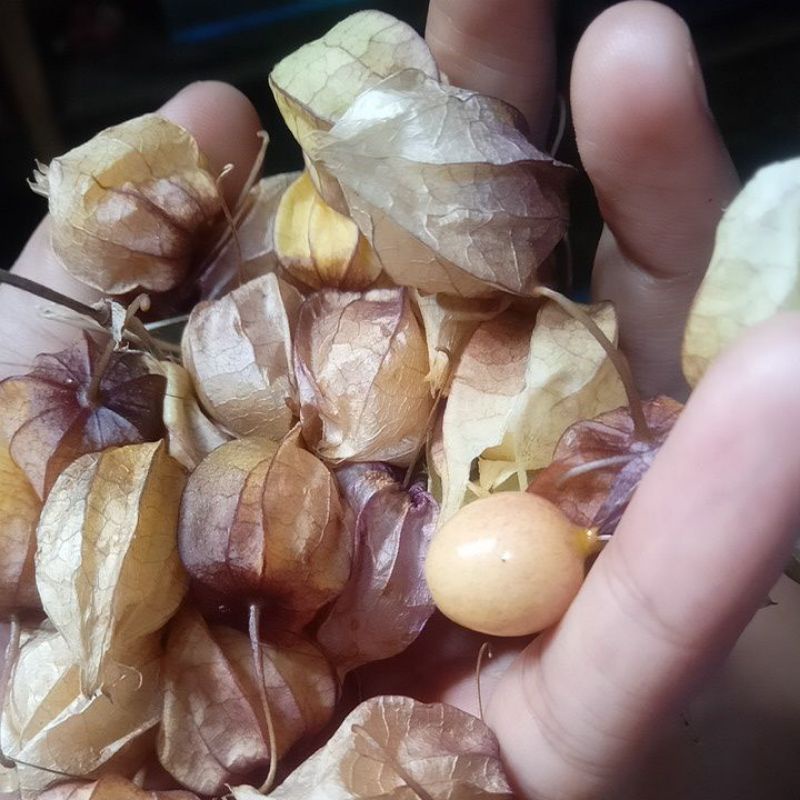 Jual Golden Berry / Cipluk an | Shopee Indonesia