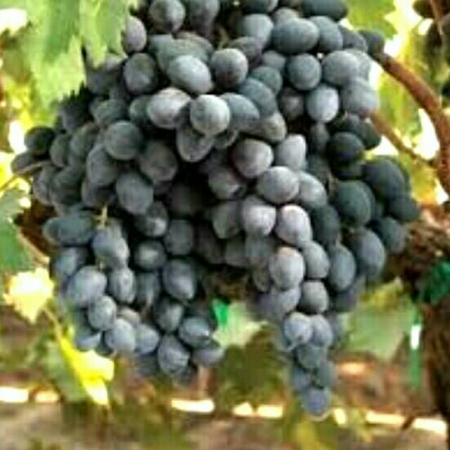 Jual Bibit Anggur Lokal Hitam Isabella Rasa Buah Manis Mudah Dan Cepat ...