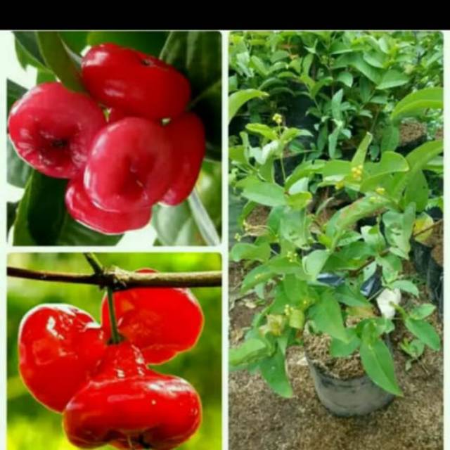 Jual Tanaman buah jambu kancing | Shopee Indonesia