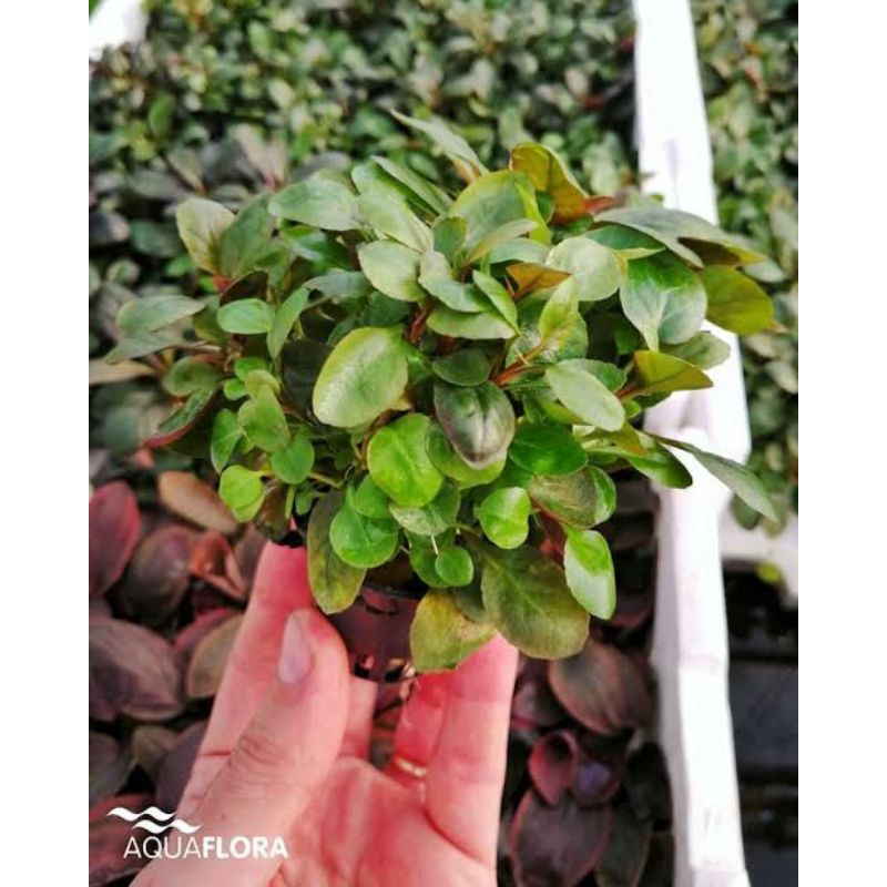 lobelia cardinalis ( tanaman aquascape ) | Shopee Indonesia