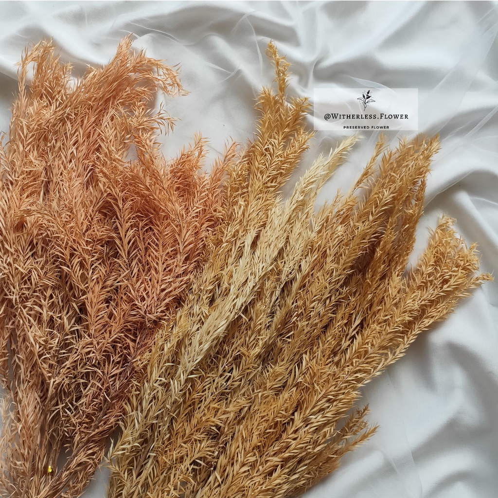 Jual 25gr Preserved Melaleuca Bracteata / Dried Flower Awetan / Bunga ...