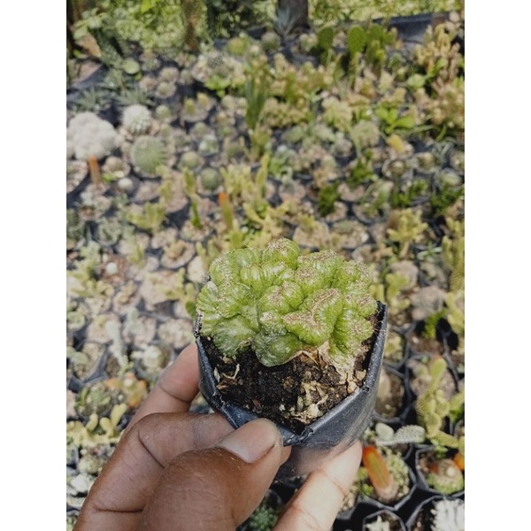 Jual Kaktus cereus cristata/kaktus babat tebal/kaktus Pasaman/kaktus ...
