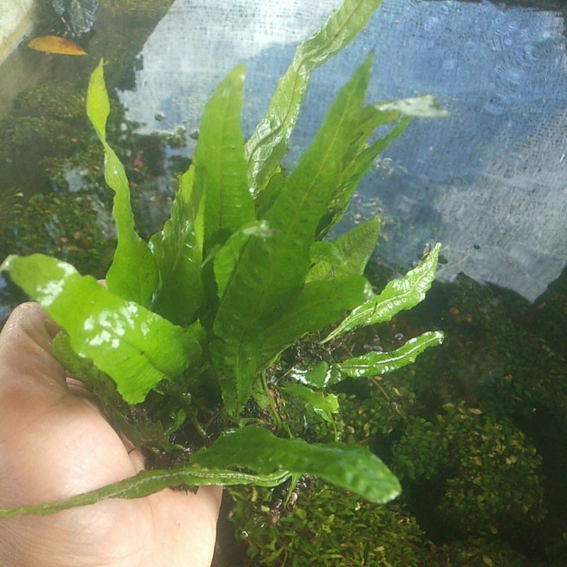 Jual Java fern kadaka mini tanaman air aquascape | Shopee Indonesia