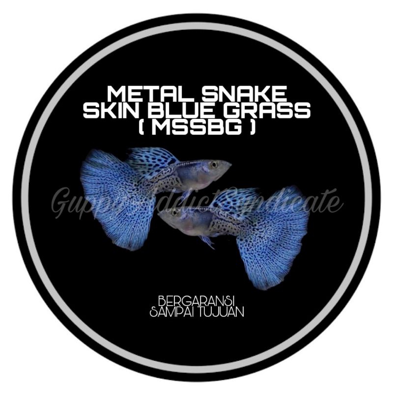 Jual GUPPY METAL SNAKE SKIN BLUE GRASS ( MSSBG ) Indonesia|Shopee Indonesia