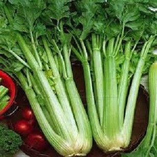 Jual Benih / Biji Tanaman Seledri Besar / Seledri Tall Utah / Daun Sop ...