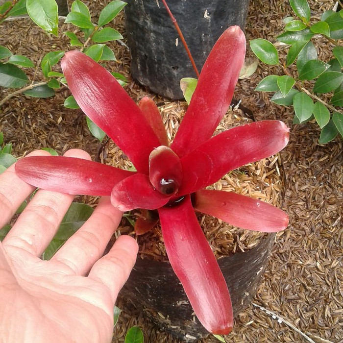 Jual tanaman bromelia merah mini | Shopee Indonesia