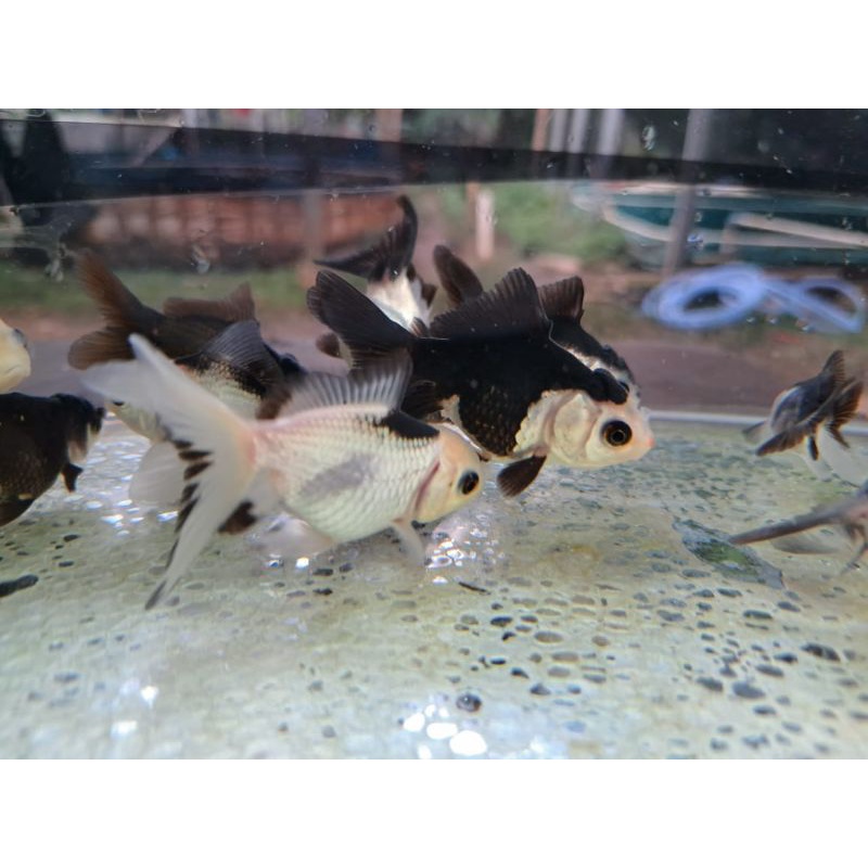 Jual mas koki panda cantik dan sehat | Shopee Indonesia