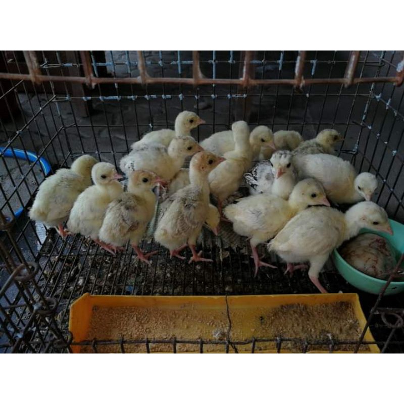 Jual Anak Kalkun Royal Palm White Holland Golden Anakan Ayam Hias ...