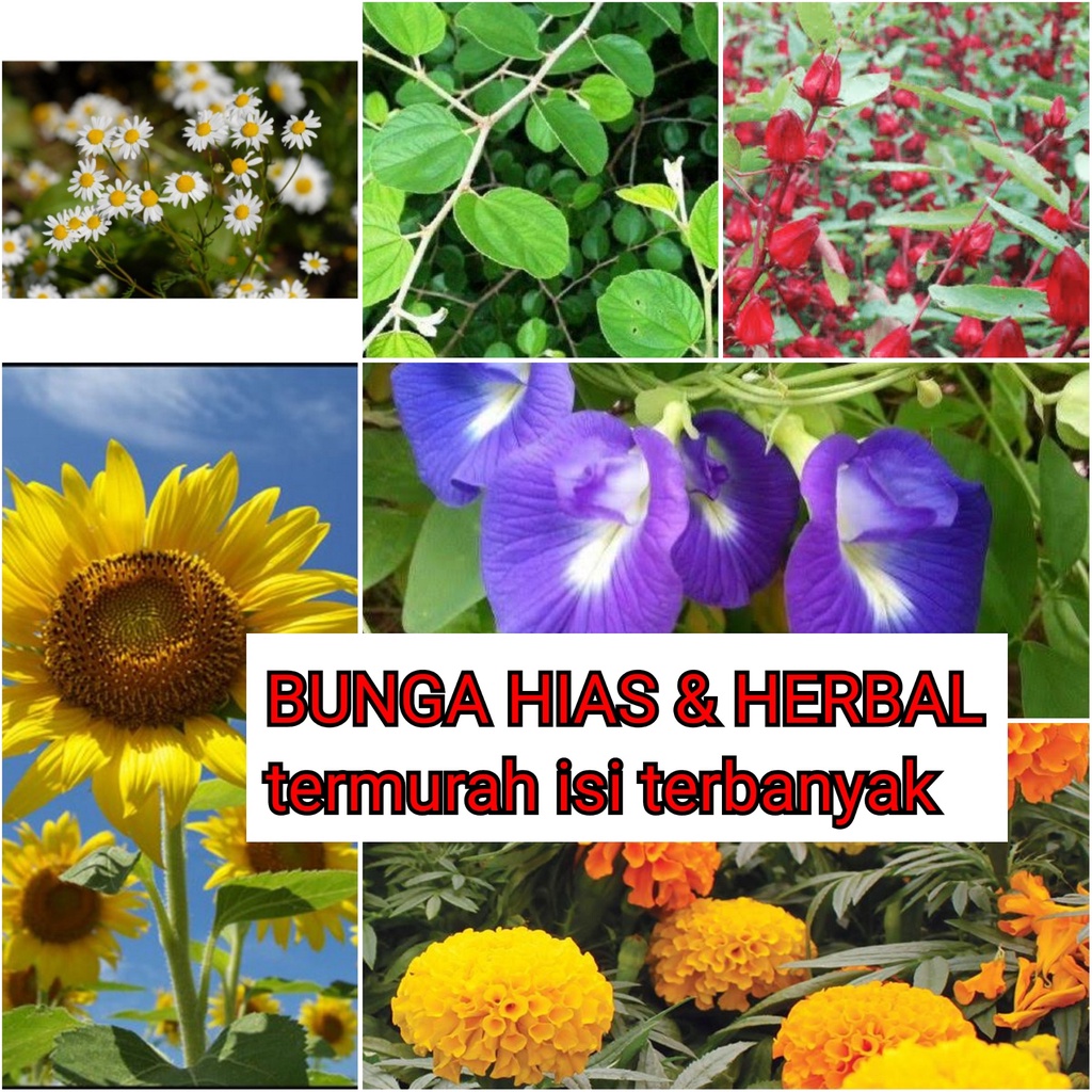 Jual Benih Bunga Hias Dan Herb coriander mawar sunflower lavender mint ...