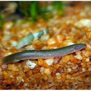 Jual Java loach | Shopee Indonesia