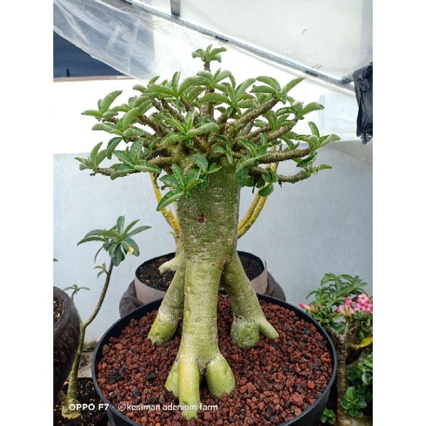 Jual biji adenium/kamboja UFO multi branch | Shopee Indonesia