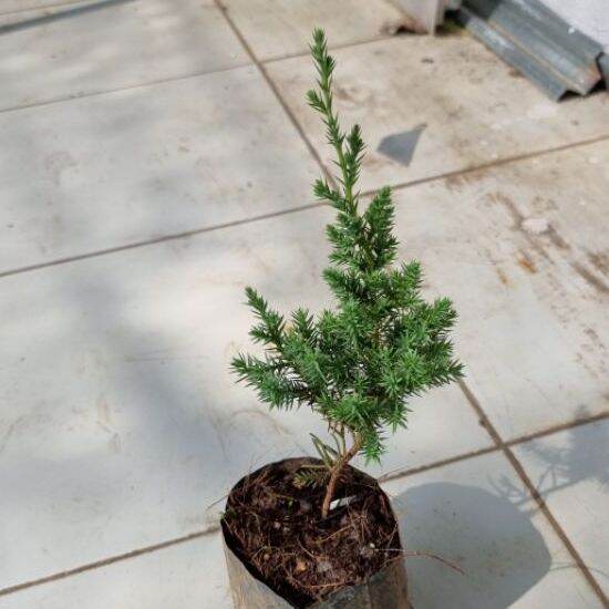 Jual TANAMAN HIAS POHON CEMARA HIJAU CEMARA PAPUA TANAMAN HIDUP BAGUS ...