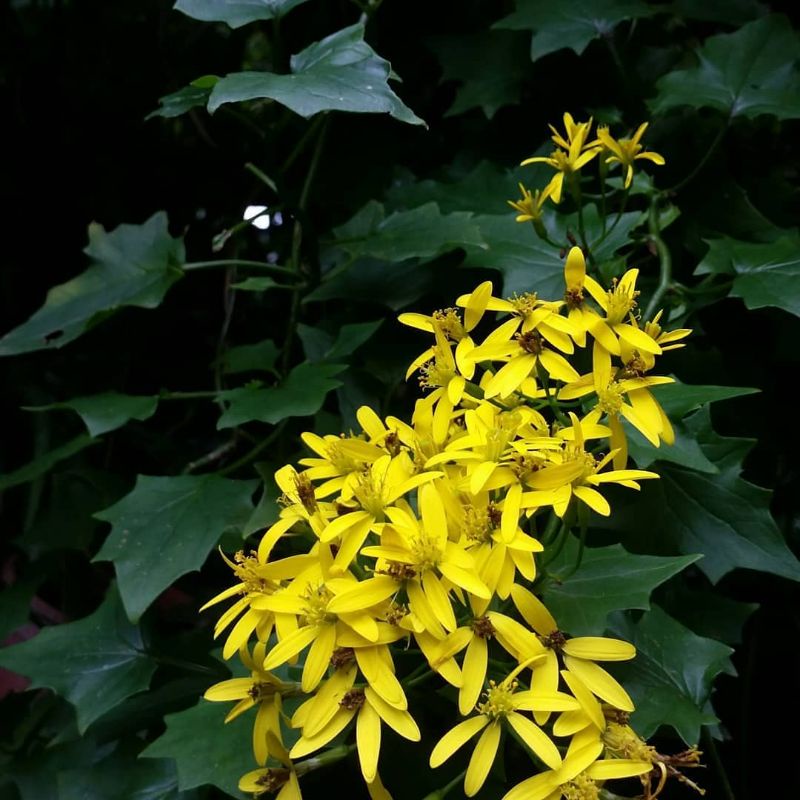 Jual Bibit tanaman bunga rambat wangi canary creeper (Senecio tamoides ...