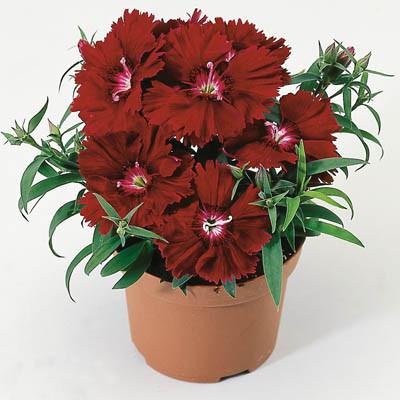 Jual Dianthus Diana Crimson F1 5 Biji (Benih Biji Bibit Tanaman Bunga ...