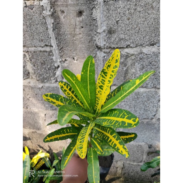 Jual tanaman hias puring timun batik kuning | Shopee Indonesia