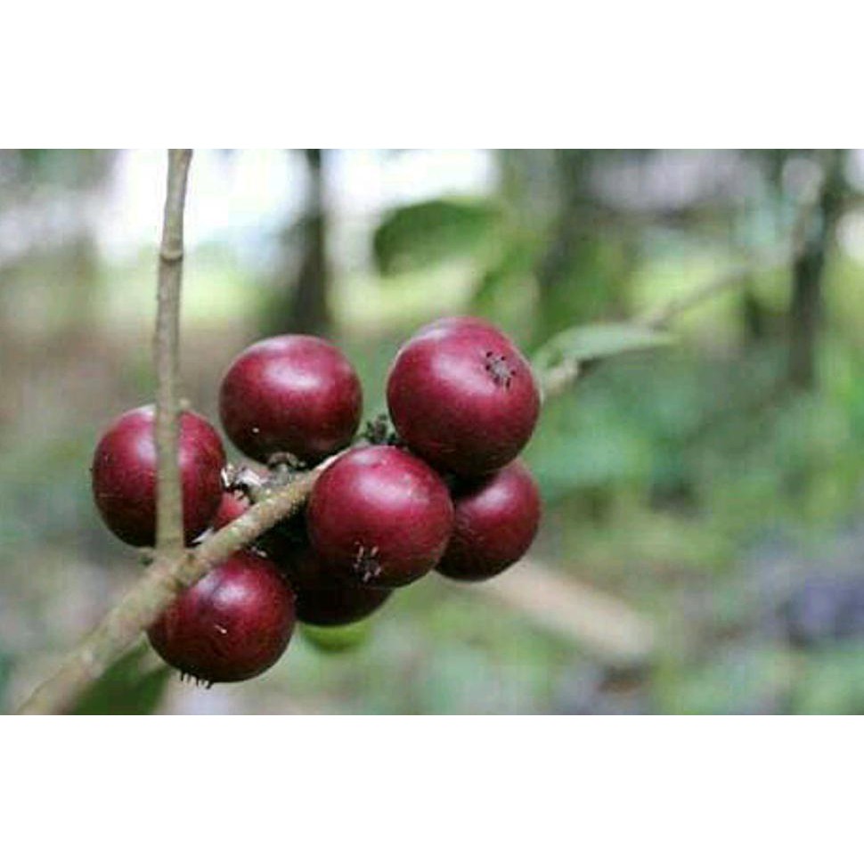 Jual TANAMAN LANGKA BUAH RUKEM $RR | Shopee Indonesia
