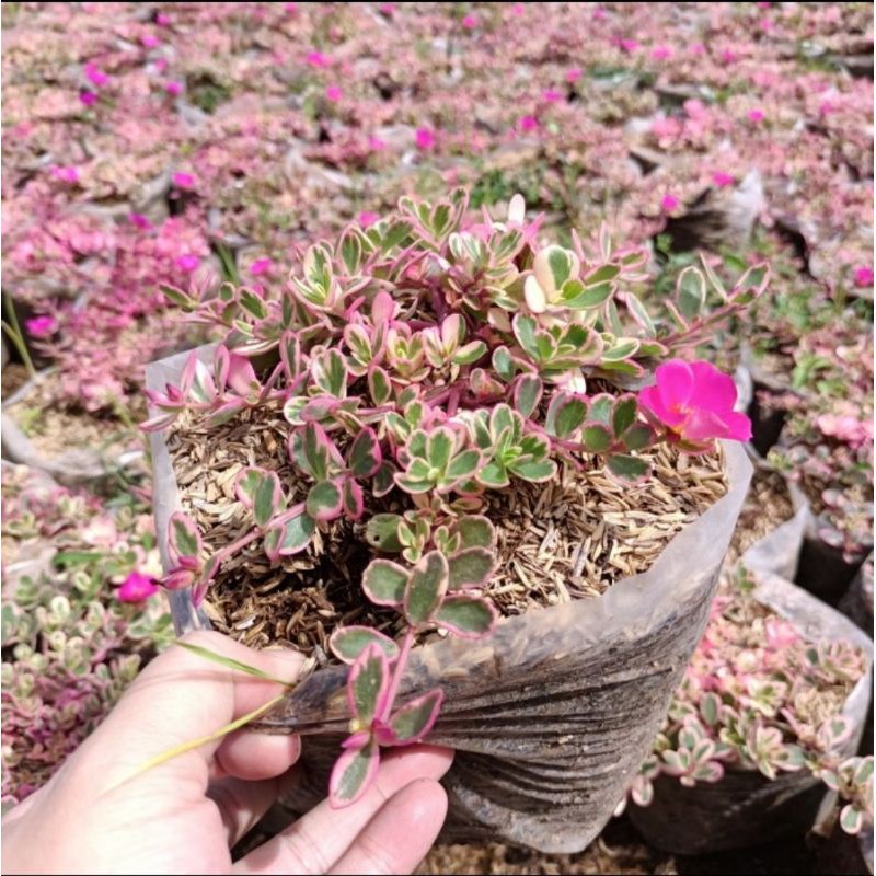 Jual tanaman krokot varigata hias, hijau, daun merah sejenis sutera ...