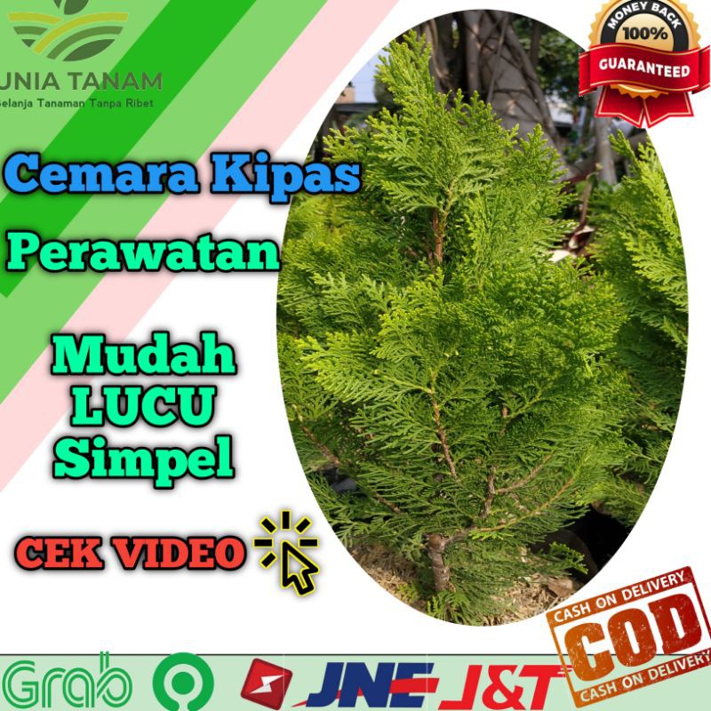 Jual dekorasi bibit tanaman hias Cemara Kipas benih dekorasi rumah ...