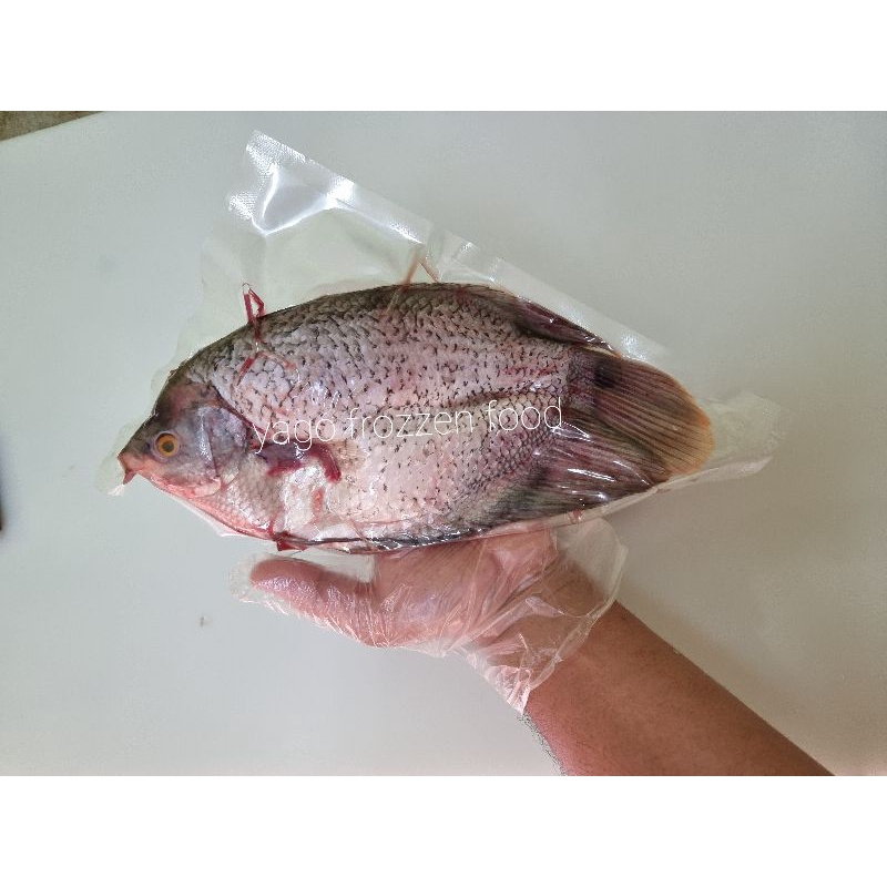 Jual Ikan Gurame Fresh / Bersih Sisik Bersih Kotoran | Shopee Indonesia