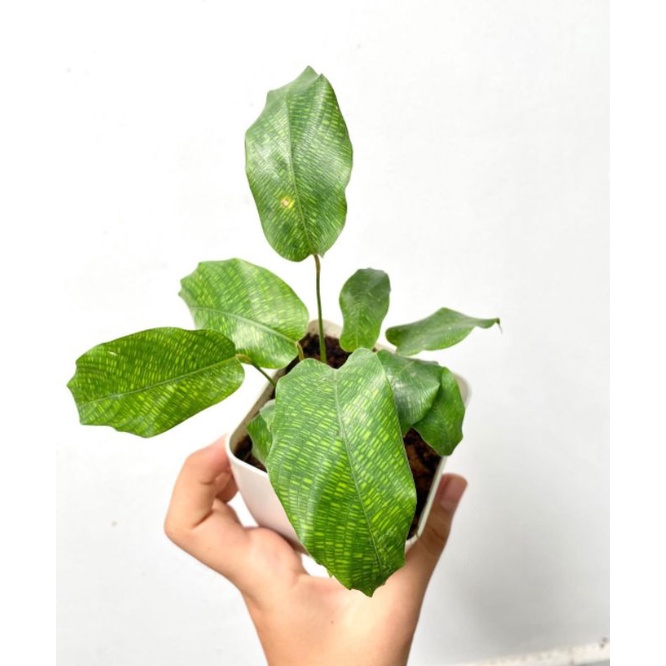 Jual tanaman hias - tanaman calathea musaica - calathea mosaic ... Jual tanaman hias - tanaman calathea musaica - calathea mosaic ...