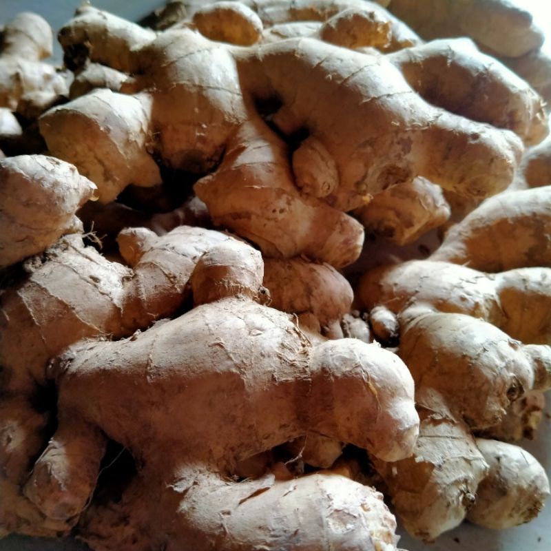 Jual Jahe gajah / Jahe besar / Jahe badak / Jahe gajah segar / Jahe ... Jual Jahe gajah / Jahe besar / Jahe badak / Jahe gajah segar / Jahe ...