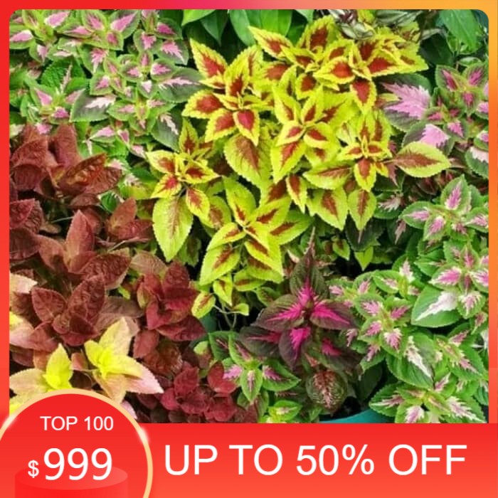 Jual tanaman hias miana merah - tanaman herbal - pohon obat TERLARIS ...