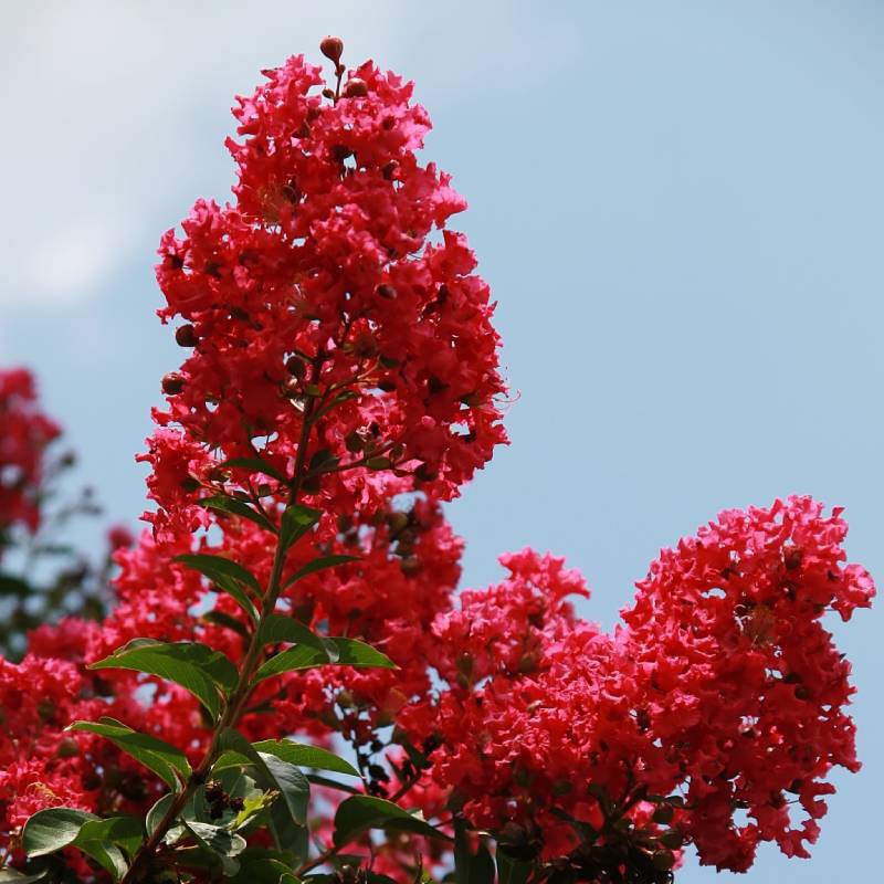 Jual Tanaman Hias Crape Myrtle Merah - Sakura Merah | Shopee Indonesia