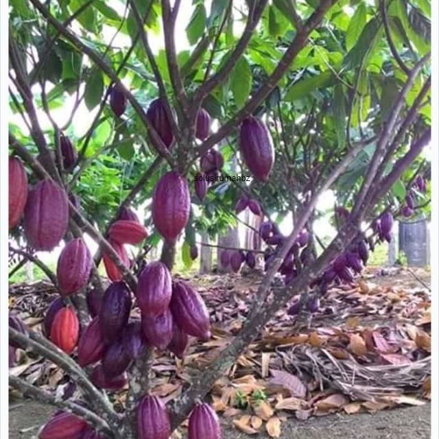 Jual per 500g Buah Kakao Kopi Coklat Cokelat Cacao Cocoa petik pohon ...