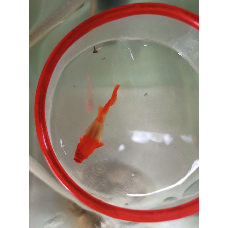 Jual albino koi red ear gen king | Shopee Indonesia