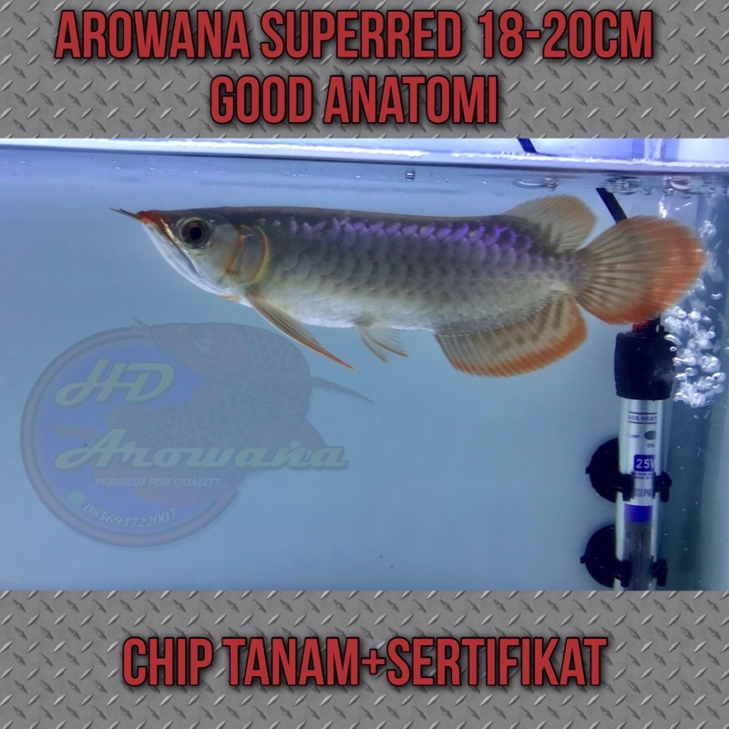 Jual Arowana/arwana Super Red 18-20cm Sertifikat | Shopee Indonesia