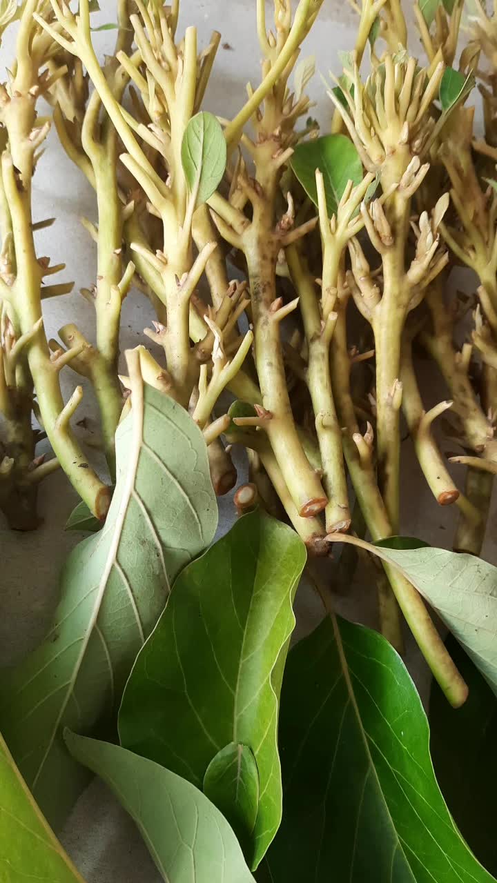 Produk COI GARDEN | Shopee Indonesia