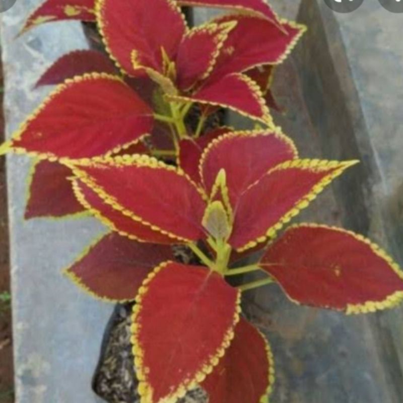 Jual jual tanaman pohon miana merah tanaman pohon miana merah cantik ...