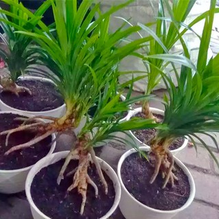 Jual Bibit Pandan Wangi Pohon Tanaman Daun Pandanus Amaryllifolius ...