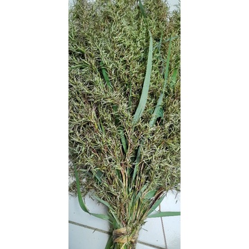 Jual Herbal Bunga serai wangi per 1 ikat isi 50 tangkai lebih | Shopee ...