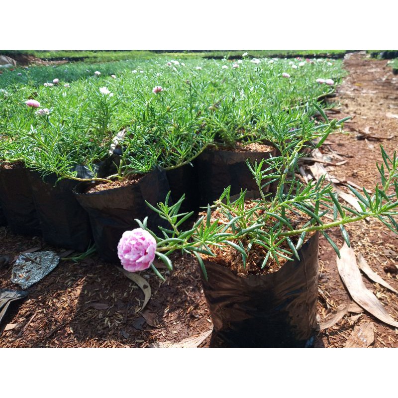 Jual Tanaman Hias Sutera Bombay Pohon Sutra Bombay | Shopee Indonesia