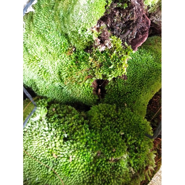Jual MEDIA TANAM LIVING MOSS LUMUT HIDUP FOREST MOSS LUMUT HUTAN ...