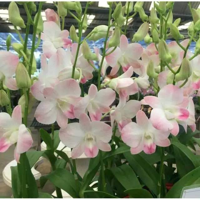 Jual anggrek dendro nakarin pink 30k | Shopee Indonesia