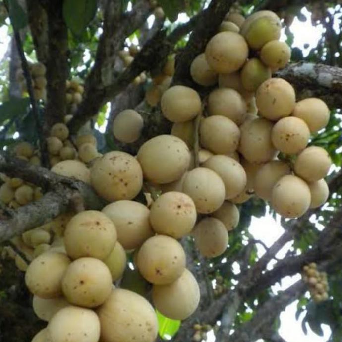 Jual Jon Bibit Pohon Duku Dukuh Tanaman Buah Dukuh Unggul Shopee Indonesia