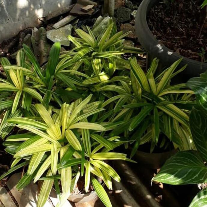 Jual PUSAT BENIH TERLENGKAP. PALEM/PALM WAREGU VARIGATA SE SHOPEE ...