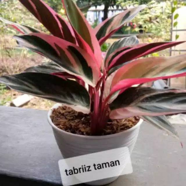 Jual calathea meranti bali - tanaman hias - bibit calathea - meranti ...