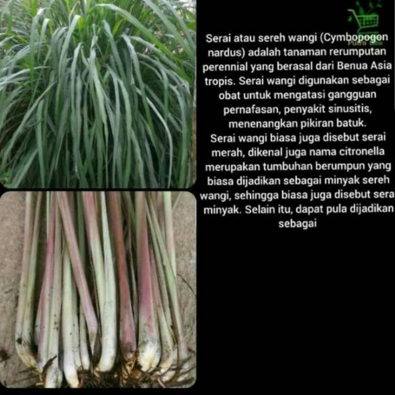 Jual Tanaman sereh wangi serai merah pengusir nyamuk | Shopee Indonesia