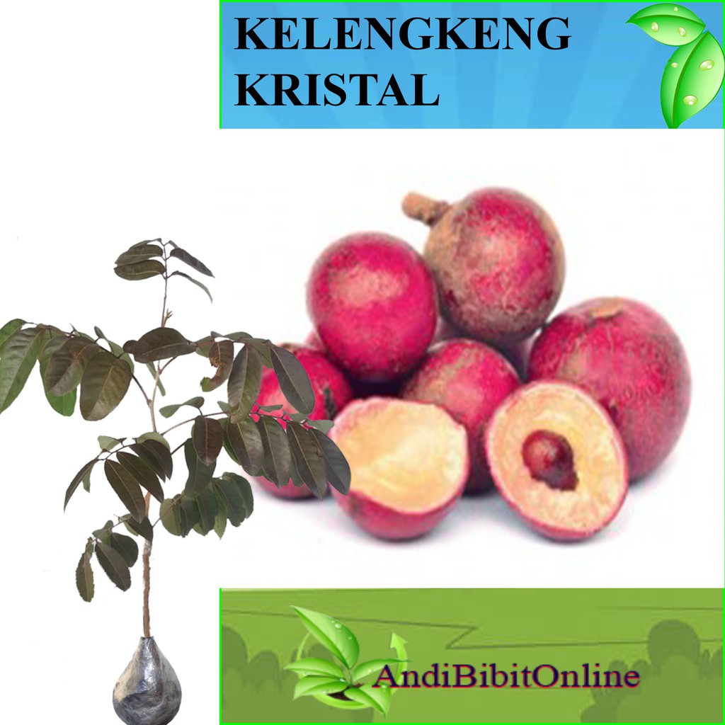 Jual Tanaman Kelengkeng Merah / Ruby Longan (Tinggi 50-80 cm) | Shopee ...