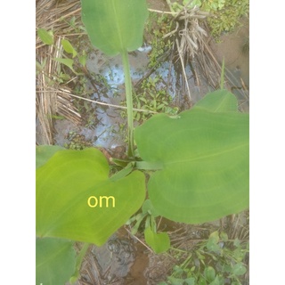 Jual bibit genjer pohon gendot sawah | Shopee Indonesia