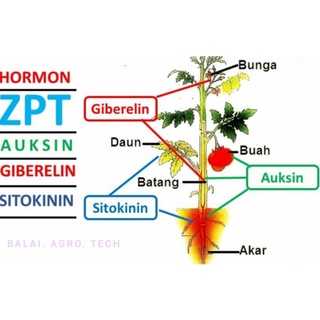 Jual ZPT Auksin NAA Powder 98% murni 1000mg bisa dijadikan 10 liter ...