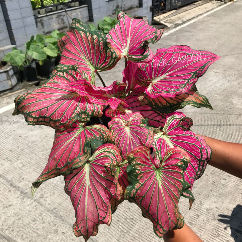 Jual Caladium Thai Beauty Tanaman Hias Keladi Thai Beauty Keladi Wayang ...