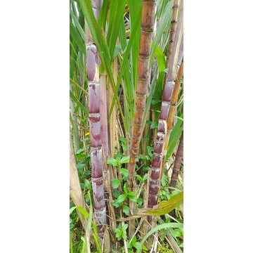 Jual Jual tebu merah segar per 1 kg | Shopee Indonesia