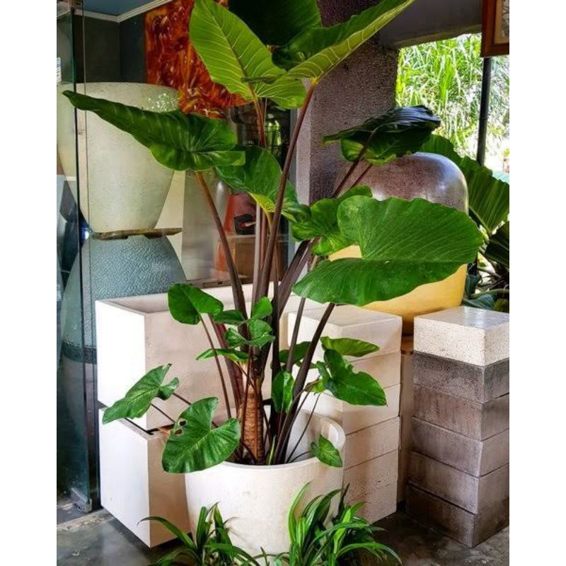Jual Pohon sente hitam tinggi 1 meter berkualitas | Shopee Indonesia
